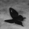 155+ aesthetic black PFP ideas for a minimal & cool look