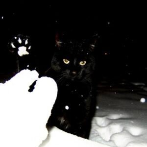 170+ Aesthetic black Cat PFP ideas for a stylish profile