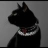 170+ Aesthetic black Cat PFP ideas for a stylish profile