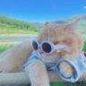 100+ cute cat PFP ideas to make your profile adorable