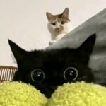 120+ Trending Cute PFP Black Images For A Classy Dark Look