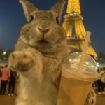 175+ Cute PFP Bunny DP Lovely, Warm & Friendly Photo Ideas