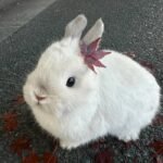 175+ Cute PFP Bunny DP Lovely, Warm & Friendly Photo Ideas
