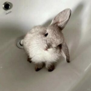 175+ Cute PFP Bunny DP Lovely, Warm & Friendly Photo Ideas