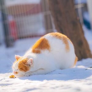 166+ cute winter PFP sweet snowy aesthetic profile pictures