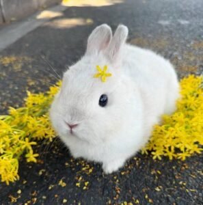175+ Cute PFP Bunny DP Lovely, Warm & Friendly Photo Ideas
