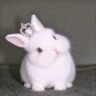 175+ Cute PFP Bunny DP Lovely, Warm & Friendly Photo Ideas
