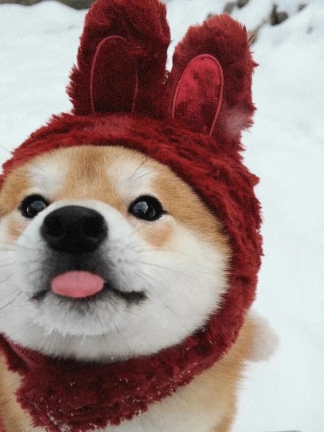 166+ cute winter PFP sweet snowy aesthetic profile pictures