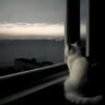 155+ aesthetic black PFP ideas for a minimal & cool look