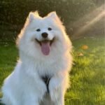 80+ Super cute dog PFP ideas that melt hearts fast