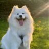 80+ Super cute dog PFP ideas that melt hearts fast