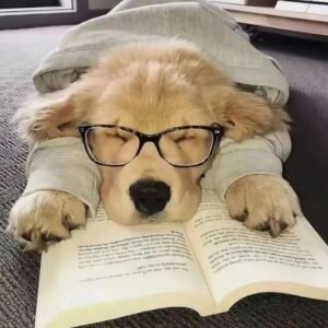 80+ Super cute dog PFP ideas that melt hearts fast