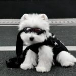 80+ Super cute dog PFP ideas that melt hearts fast
