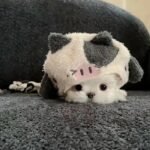 111+ kawaii PFP ideas for soft and aesthetic vibes