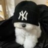 111+ kawaii PFP ideas for soft and aesthetic vibes