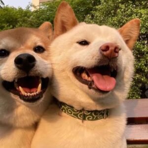80+ Super cute dog PFP ideas that melt hearts fast
