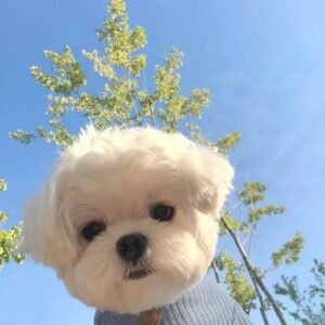 80+ Super cute dog PFP ideas that melt hearts fast